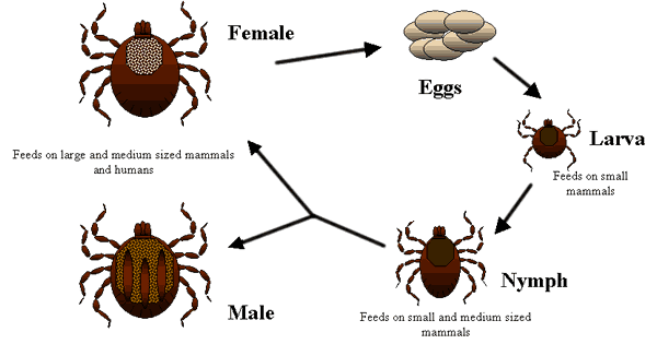 Tick Life Cycle Canada Felicitas Lovell