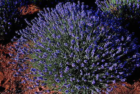 Lavender All-Stars Part One - Red Rock Ranch and Farms LLC