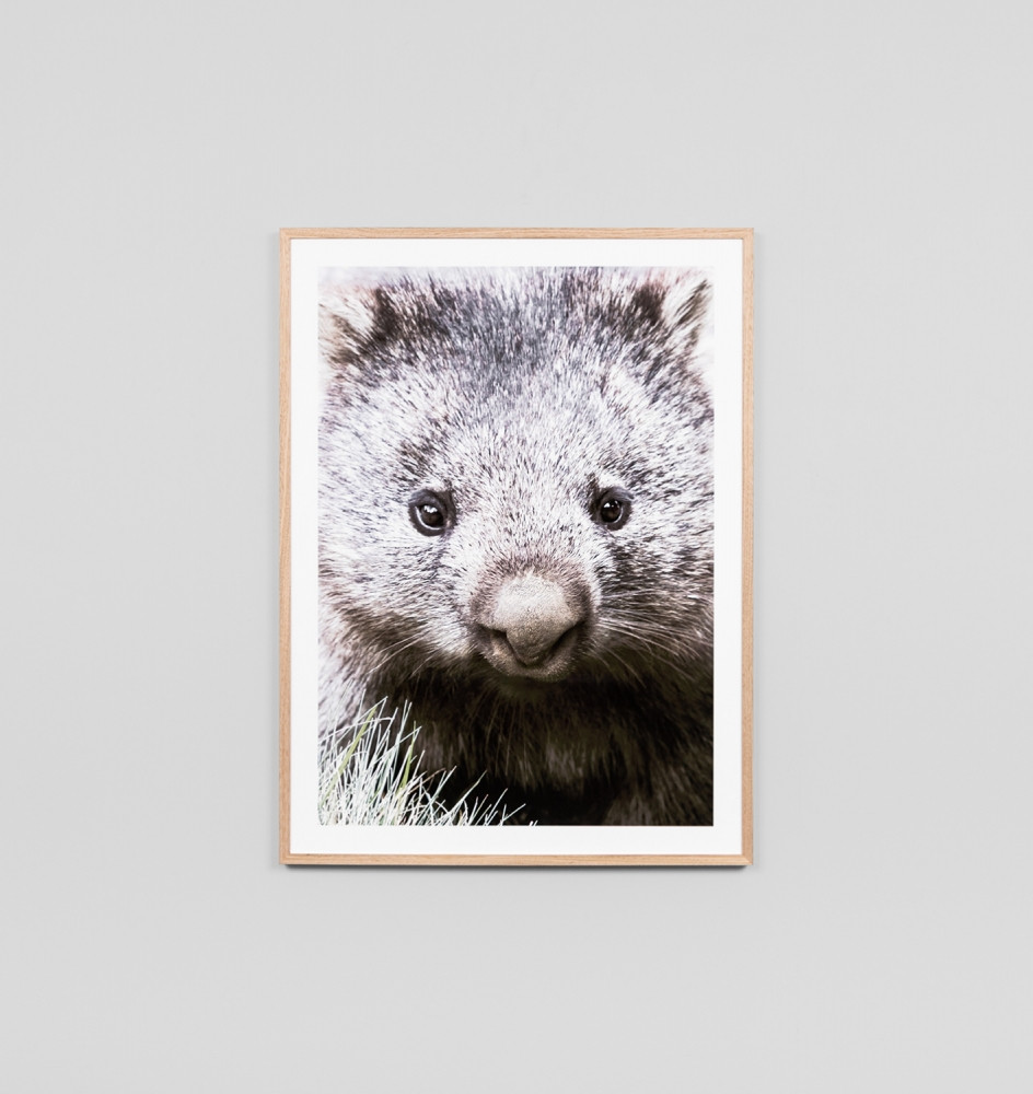 Friendly Wombat, framed, print