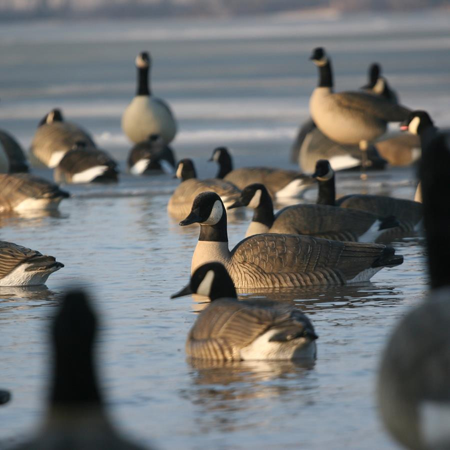 Avery GHG Pro Grade Canada Goose Floater Decoys - 4pk Active - 71085 ...