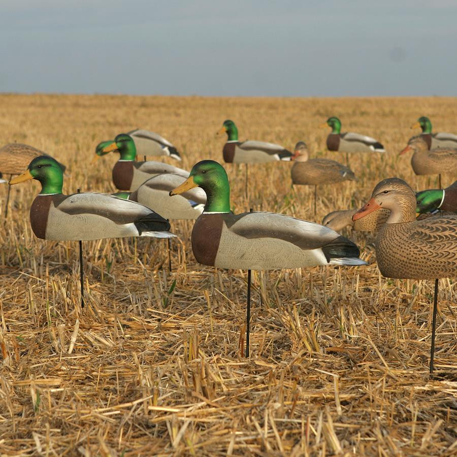 Avery GHG Over Size Mallard Duck Shell Decoys - 1 Dozen Harvester Pack ...