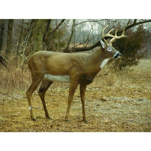 Masters Series Buck Decoy - Presleys Outdoors