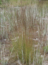 Aristida stricta - Wiregrass, Pineland Threeawn - Florida Wildflowers ...