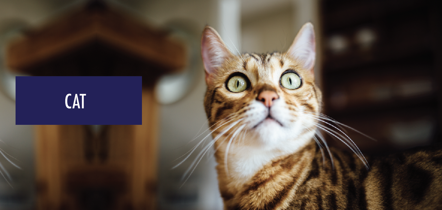 Chaar - Pet Supplies, Cowboy Boots, Work Boots, Hiking Boots, & Dog ...