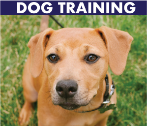 Chaar - Pet Supplies, Cowboy Boots, Work Boots, Hiking Boots, & Dog ...