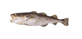 CODFISH FILLET FROZEN