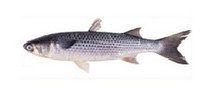 MULLET WHOLE FROZEN