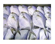 POMFRET WHOLE FROZEN