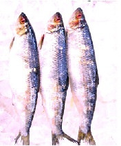 HERRING KIPPERED 190GRM NET