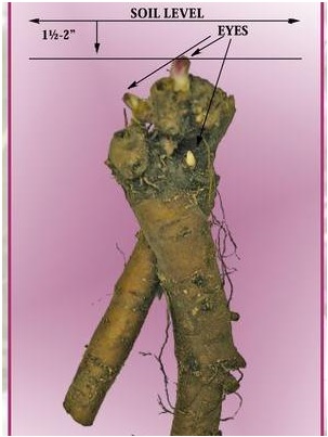 Shop Plants A to Z - Paeonia - GROWING PEONIES - Bloomin Designs Nursery