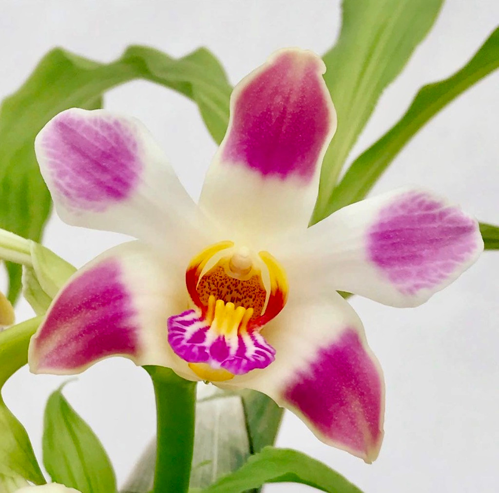 Chysis langleyensis x limminghii - Fantasy Orchids