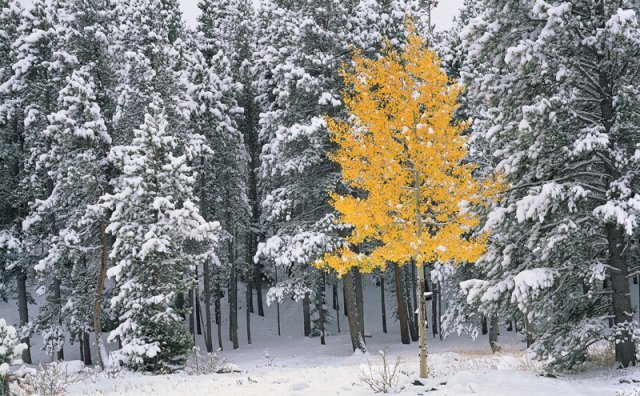 Yellow as a Winter Color - Flyboy Naturals, Inc