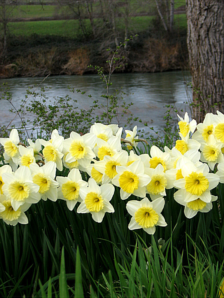 Whats Blooming...Daffodils! - Flyboy Naturals, Inc