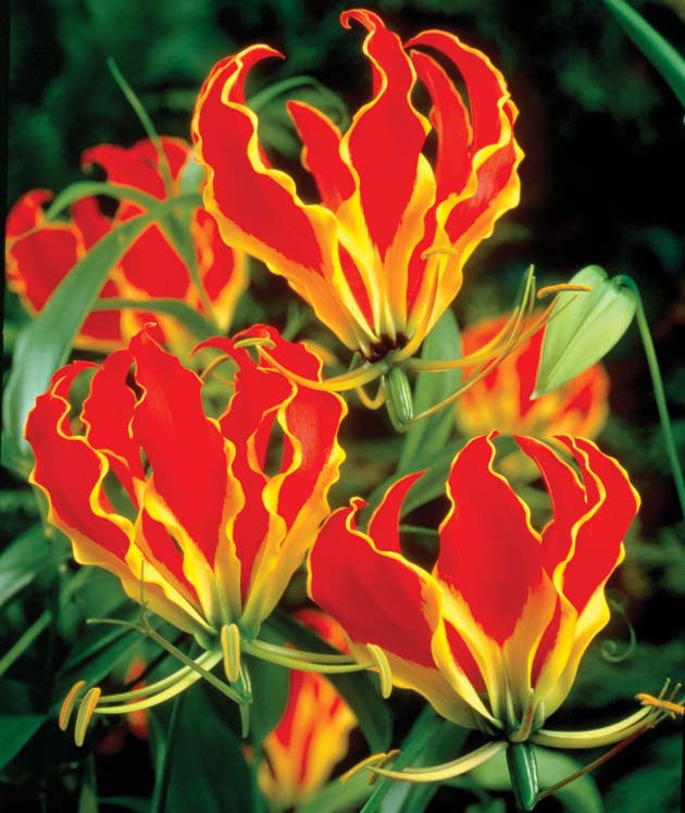 Gloriosa Superba (Flame Lily) - Tulips With A Difference