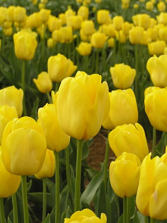 Bulk Tulips - Jan Van Ness - Triumph Tulip - Tulips With A Difference