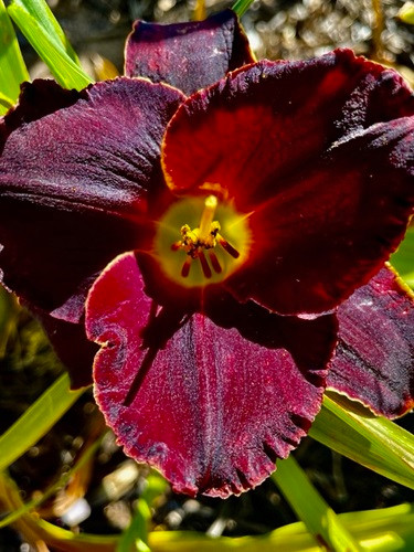 Vino Di Notte - Daylily - Tulips With A Difference