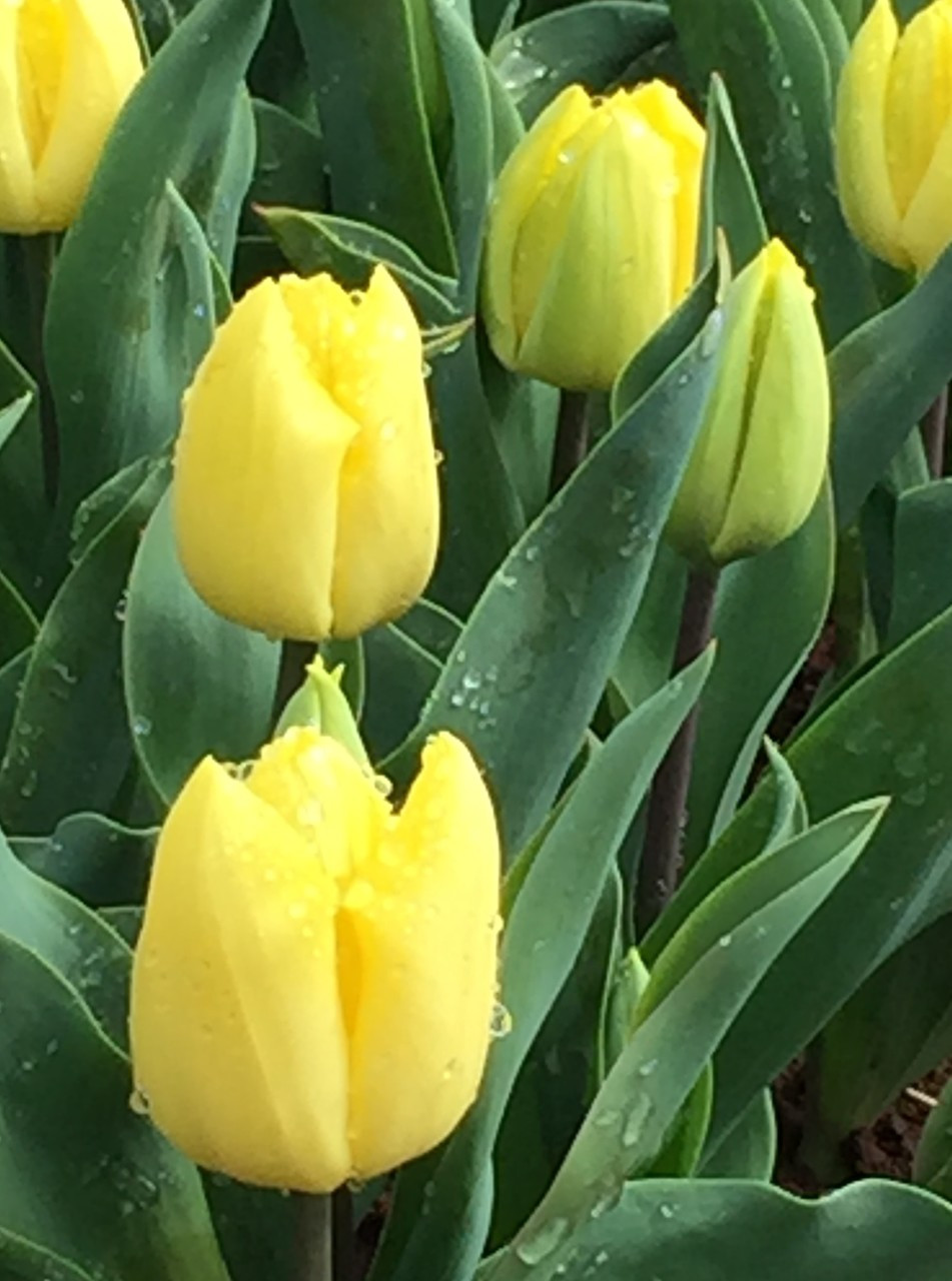 Bulk Tulip Lemon Delicious - Triumph Tulip - Tulips With A Difference