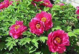 Pink Arbour - Itoh Peony Roses - Tulips With A Difference