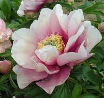 Pastel Lilas - Itoh Peony Roses - Tulips With A Difference