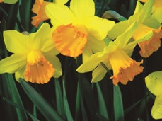 Fortune - Single Daffodil - Tulips With A Difference