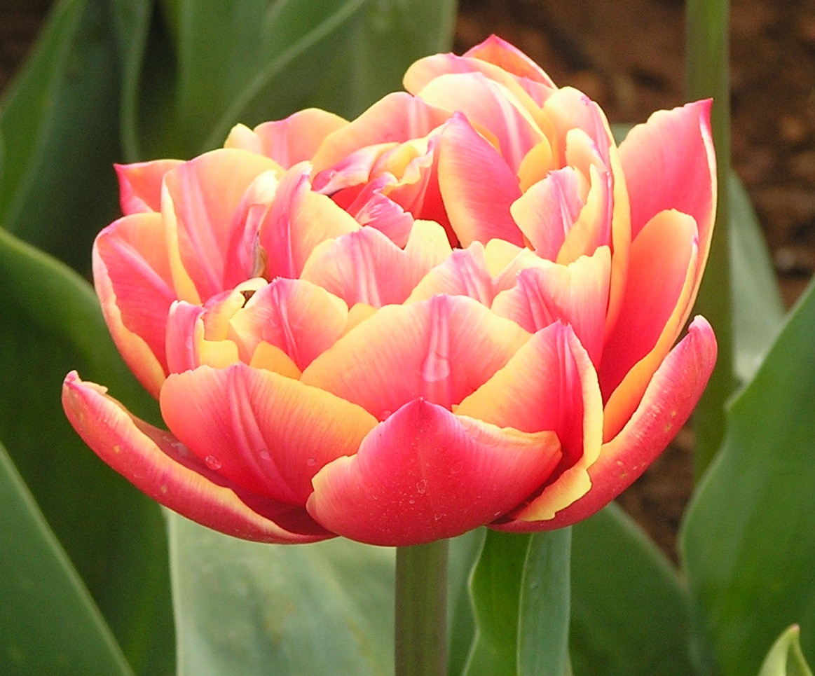 Columbus - Double Tulip - Tulips With A Difference