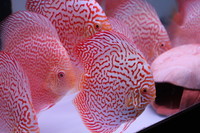 Keeping Discus- the Basics - Sydney Discus World Aquariums Products