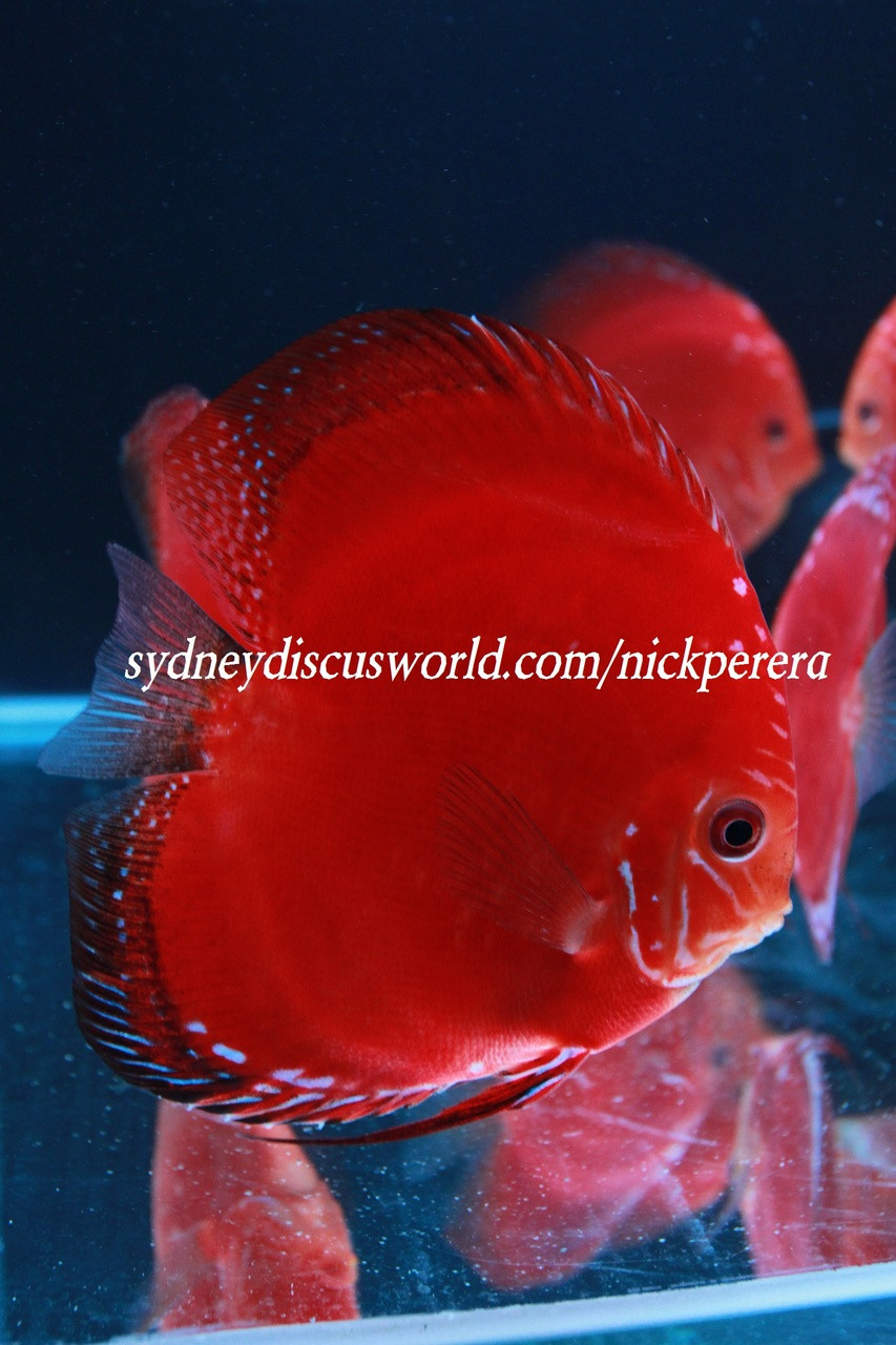 Solid Red Discus 14-15 cm - Sydney Discus World Aquariums Products