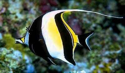 Moorish Idol (Zanclus cornutus) 7cm - Sydney Discus World Aquariums ...