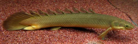 Senegal Bichir 10-12 cm - SYDNEY DISCUS WORLD AQUARIUMS PTY LTD