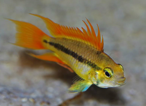 Cacatuoides Orange Flash 5-6 cm - Sydney Discus World Aquariums Products