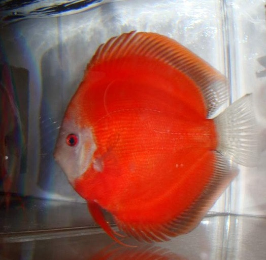 Ruby Red 12-13Cm - SYDNEY DISCUS WORLD AQUARIUMS PTY LTD