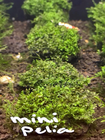 Moss -Mini Pellia on Lava Rock - SYDNEY DISCUS WORLD AQUARIUMS PTY LTD