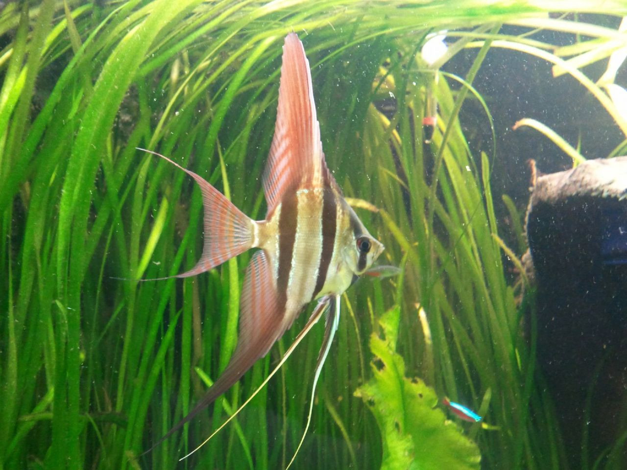 Pterophyllum altum (Altum Angel) 13cm L 25cm H - SYDNEY DISCUS WORLD ...