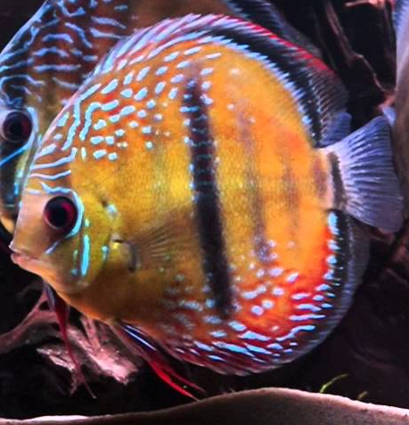 ICA Red Discus F1 10-11cm - SYDNEY DISCUS WORLD AQUARIUMS PTY LTD
