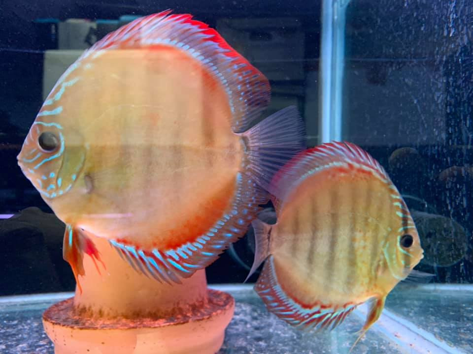 ICA Red - F1 Pair 13-14cm - SYDNEY DISCUS WORLD AQUARIUMS PTY LTD