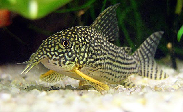 STERBAI CORY CATFISH (Corydoras venezuelanus). - SYDNEY DISCUS WORLD ...