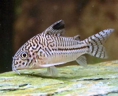 JULII CORY CATFISH (Corydoras venezuelanus). - SYDNEY DISCUS WORLD ...