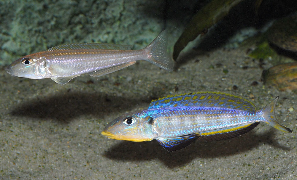 Kilesa Kavala 8cm Male and female - SYDNEY DISCUS WORLD AQUARIUMS PTY LTD