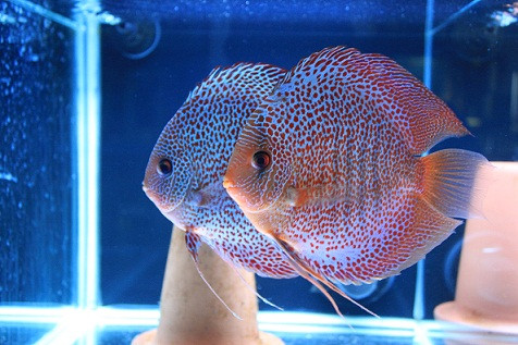 Super Eruption Breeding Pair 15-16 cm Pair - Sydney Discus World ...