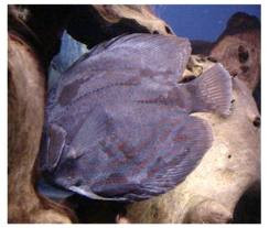 Discus Plague Treatment 250ml - Sydney Discus World Aquariums Products