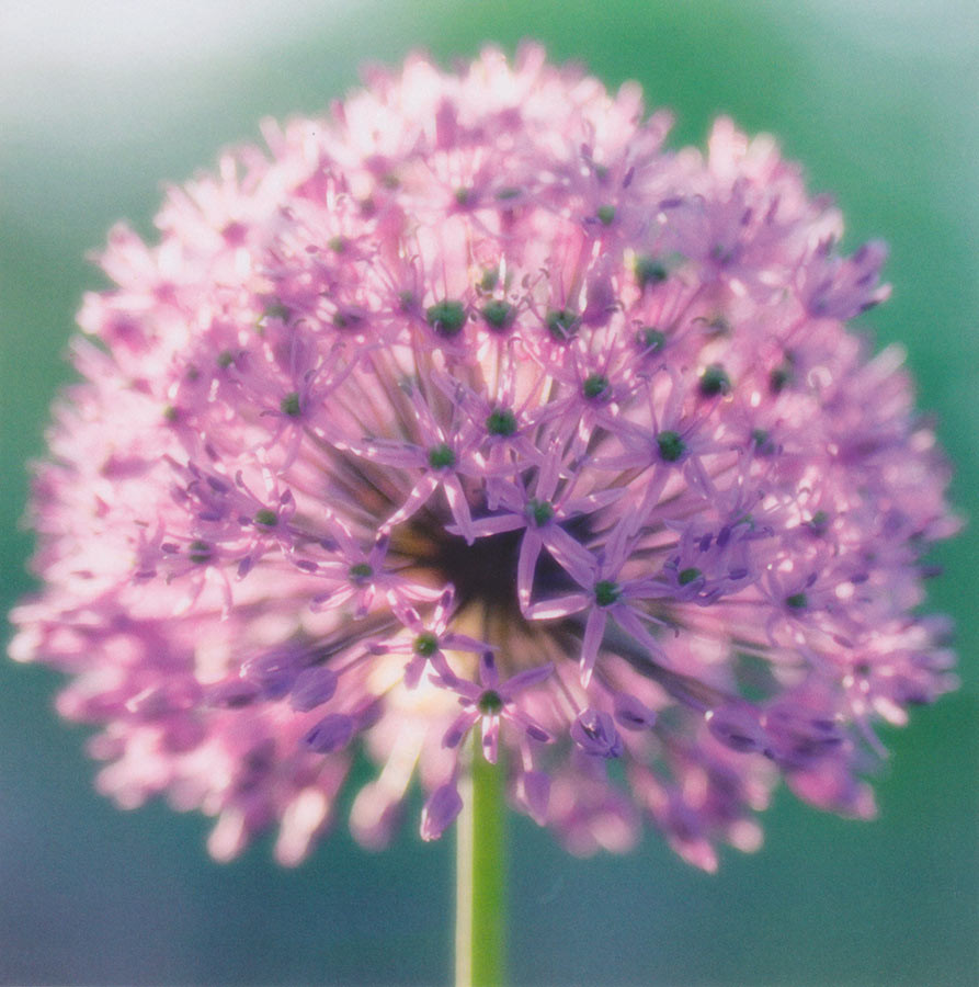 Purple Flower Closeup Greeting Card - Camden Graphics - CardSpark