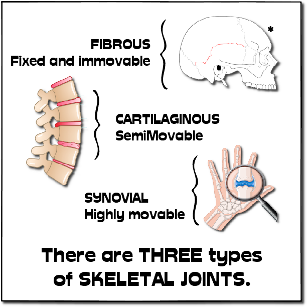The Three Types Of Skeletal Joints