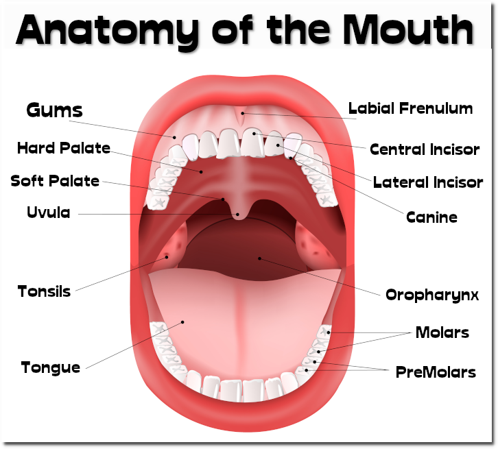 Anatomy Of The Mouth Anatomy Of The Mouth