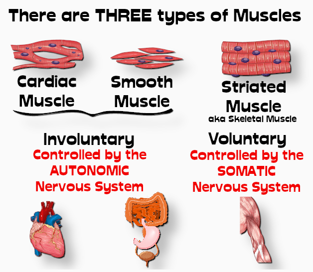 The Three Types Of Muscles