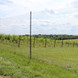 10' Heavy Duty Deer Fence Line Posts 30 Pack- DeerBusters.com