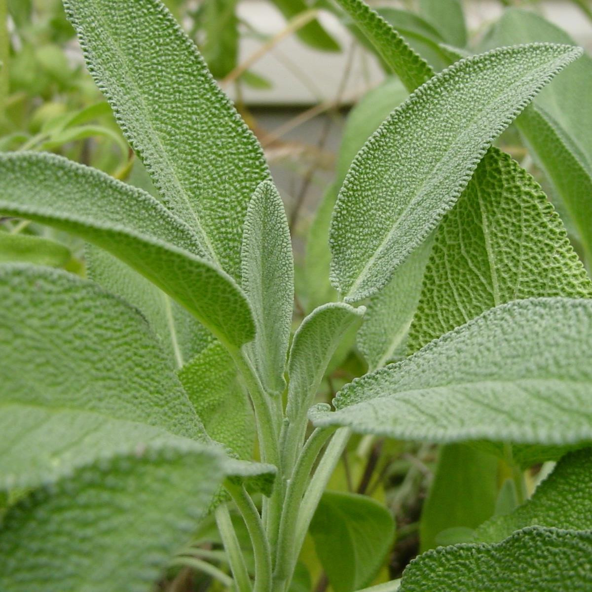 Sage Salvia Officinalis Buy Herb Plants Sage Salvia Officinalis Buy Herb Plants