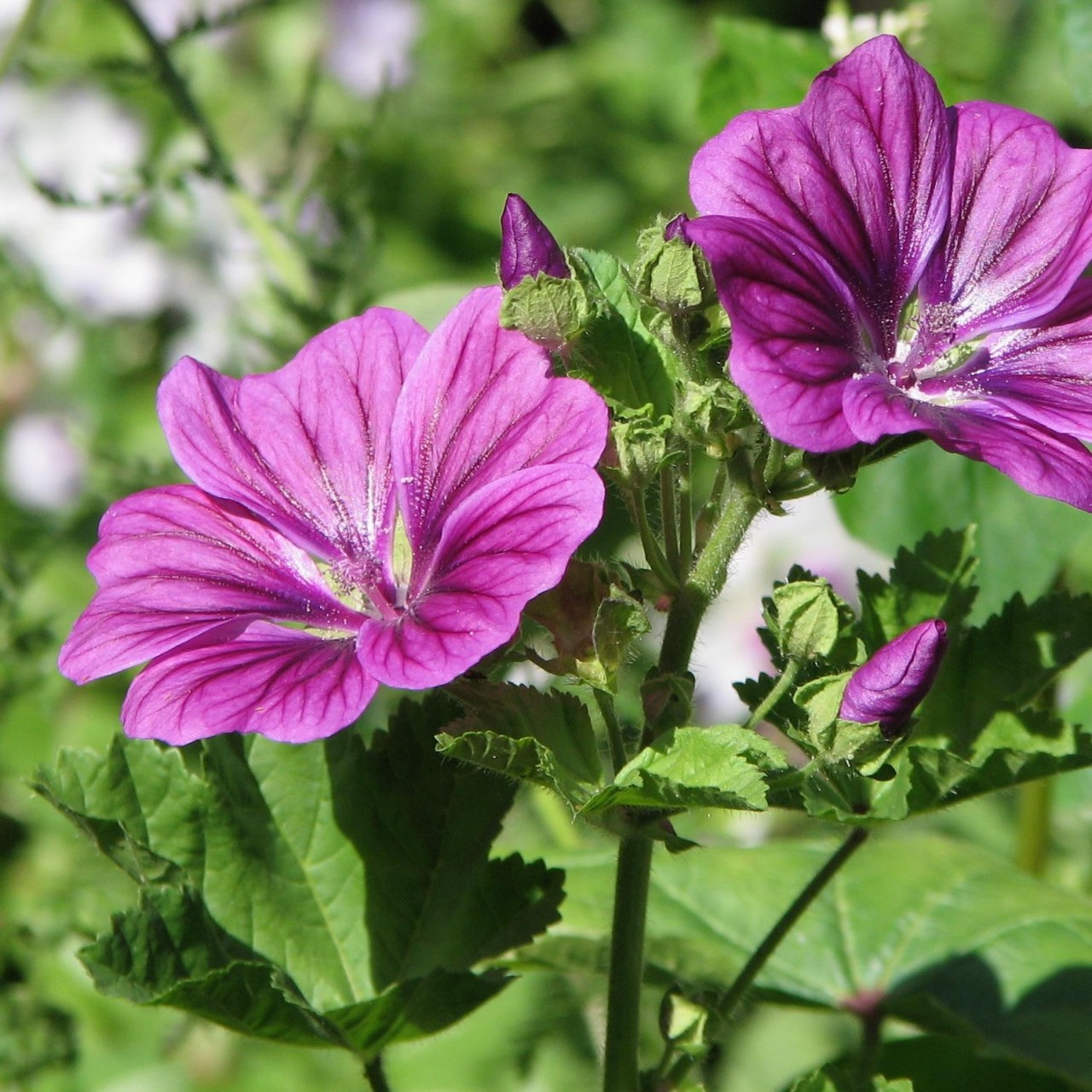 Malva sylvestris 'Mauritiana', Mauritiana | Buy Herb Plants