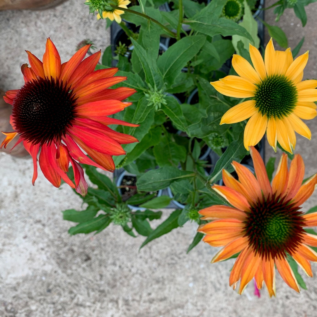 Echinacea Cheyenne Spirit | Buy Herb Plants