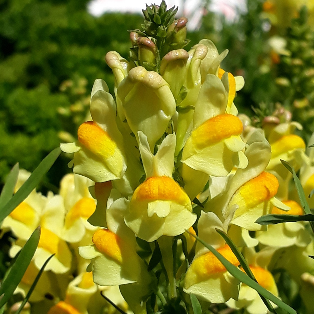 Linaria vulgaris 'Toadflax' Common Toadflax | Buy Herb Plants