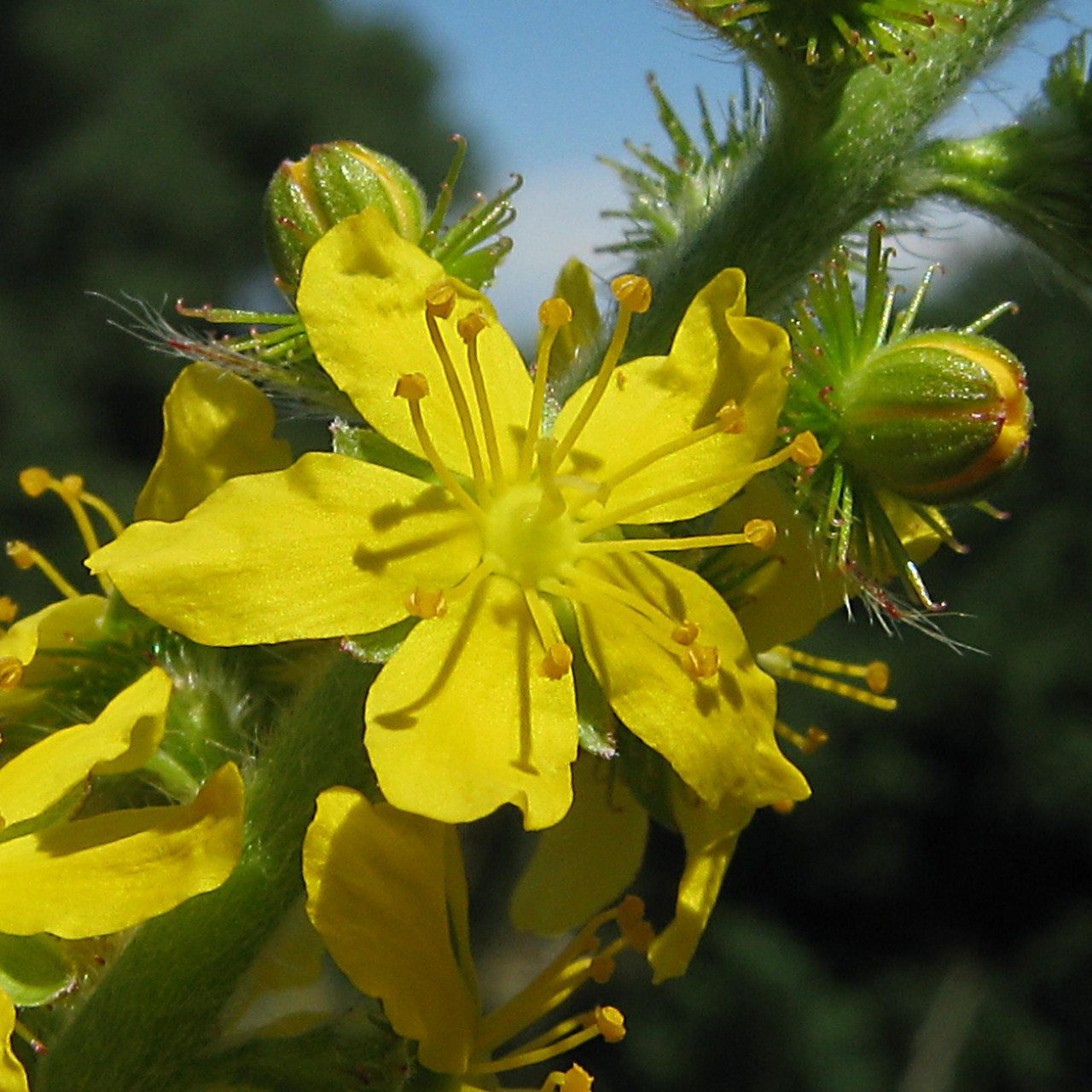 Agrimony (1L Pot)